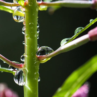 Plant Pathogen Diagnostics – PlantMedia
